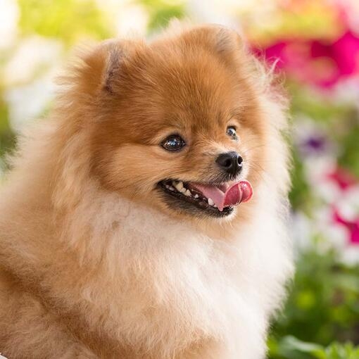 Ayla German Spitz Klein | Purina UK